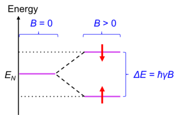 Nuclear magnetic dipole moment in an external magnetic field - Mono Mole